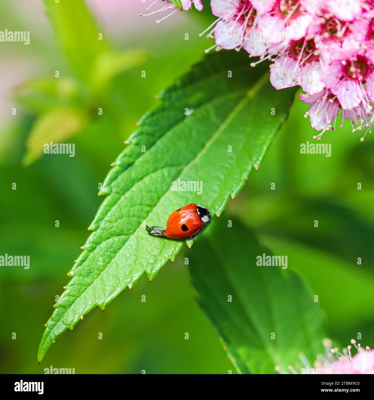 Ladybug on a green leaf of a flowering rose bush of Japanese spirea ...