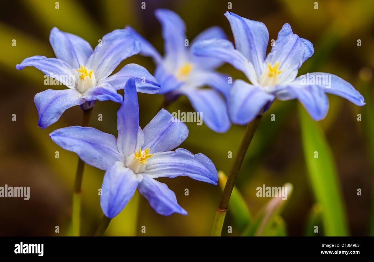 Blooming of beautiful blue flowers (Chionodoxa) in the spring garden ...