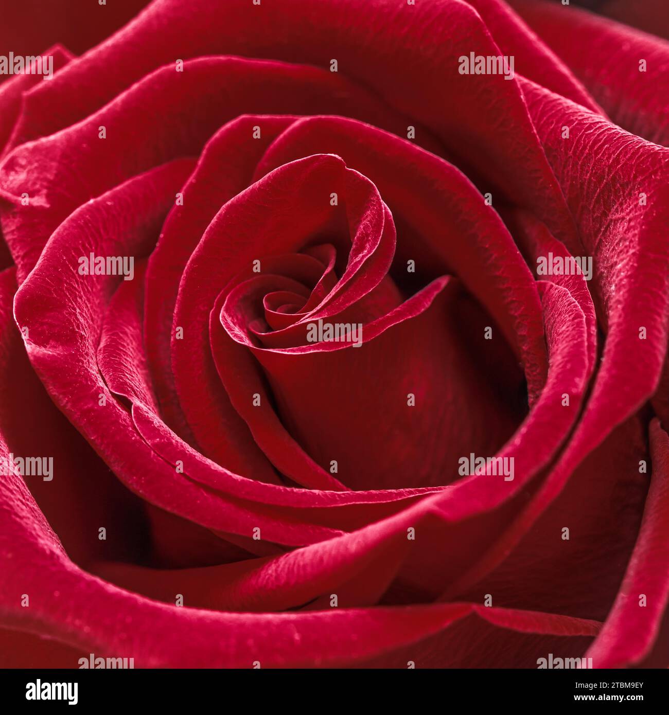 Beautiful red rose. Perfect background for a greeting card Stock Photo ...