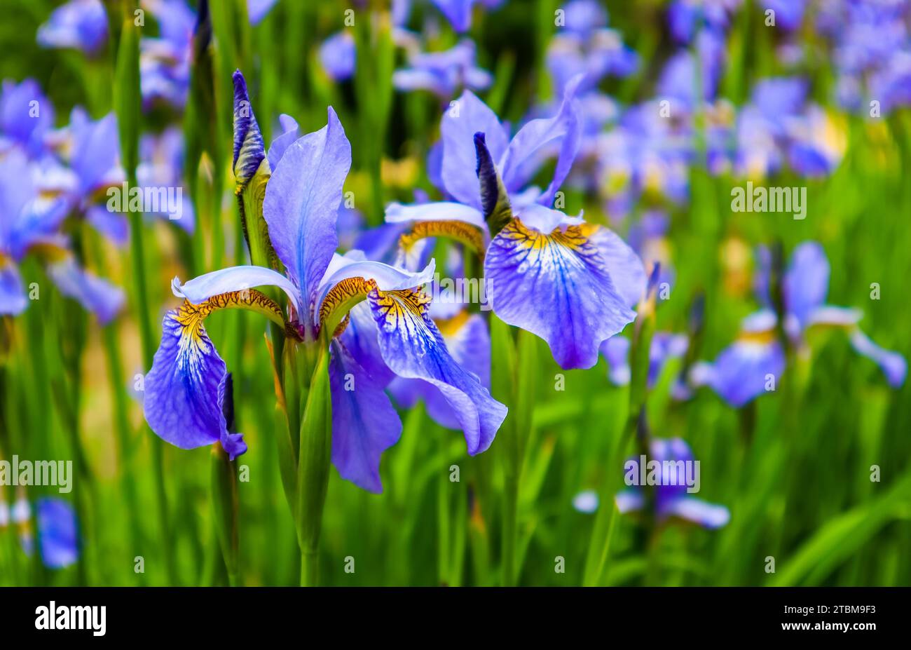Blooming violet iris flowers in the garden. Gardening concept. Flower ...