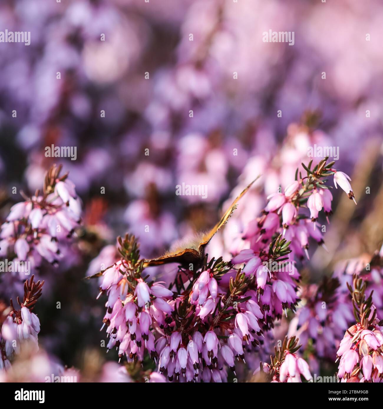Pink Erica Carnea flowers (Winter Hit) and a butterfly in a spring ...