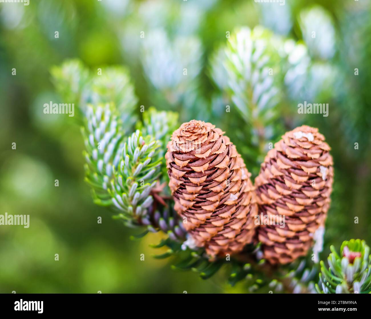 Korean fir full tree hi-res stock photography and images - Alamy