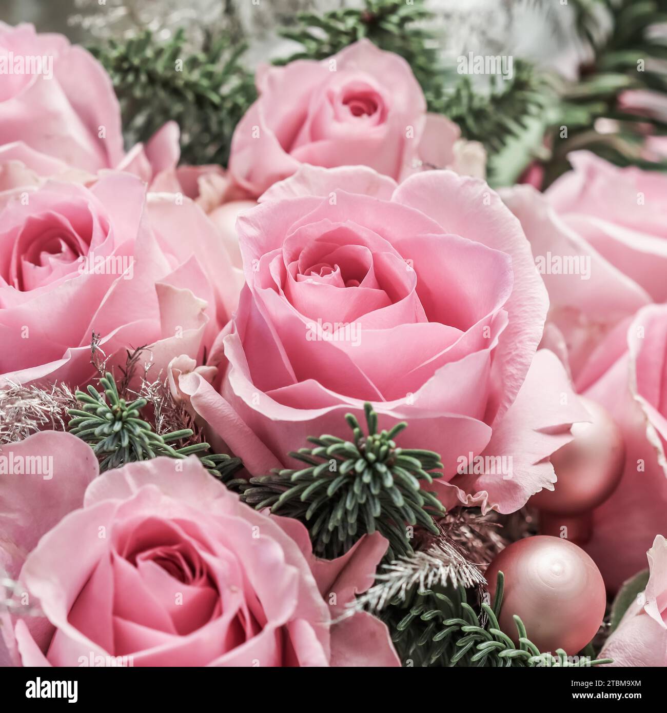 Pink roses with fir branches. Macro flowers background for holiday ...