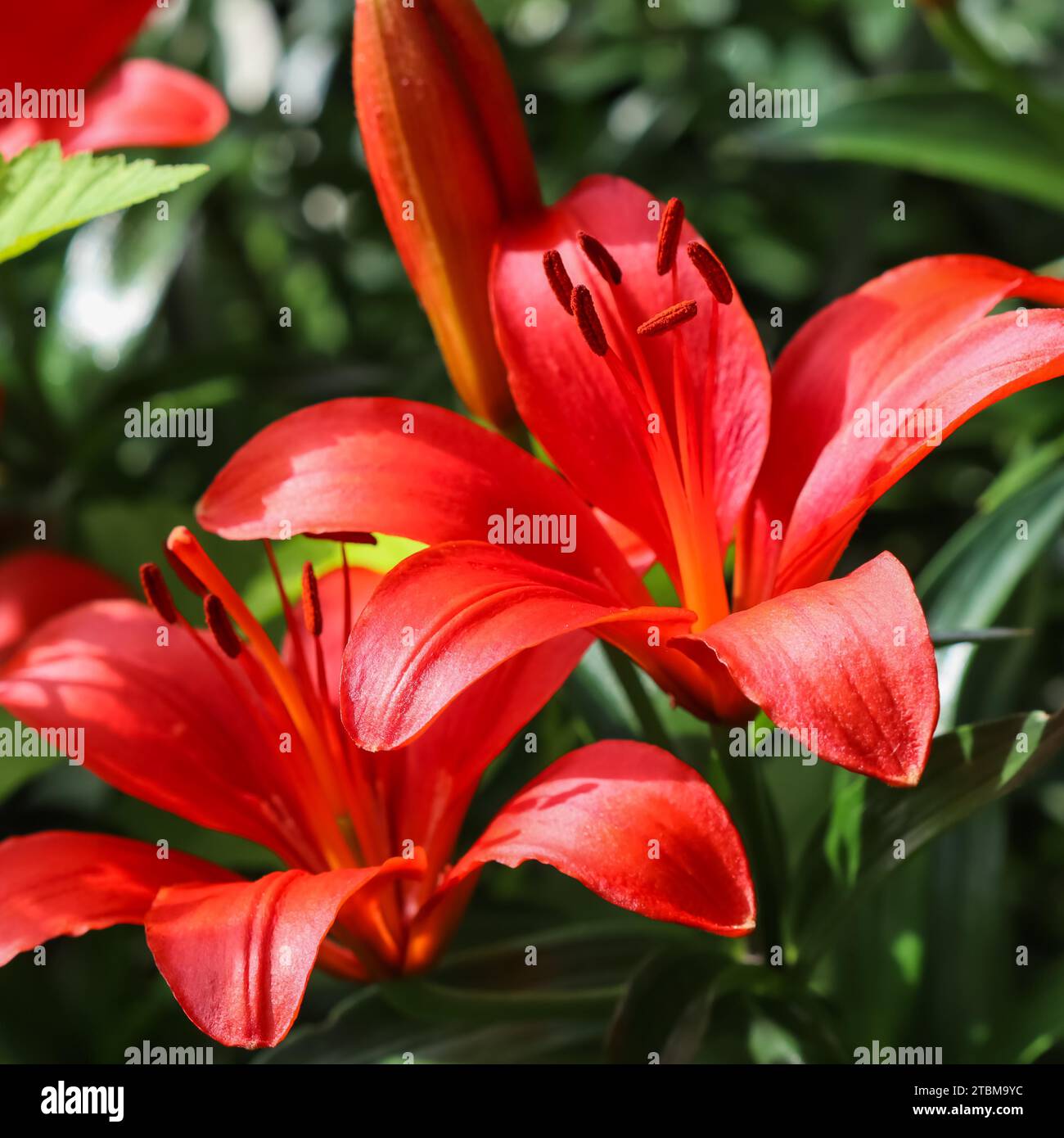 Beautiful red lily in the garden. Gardening concept Stock Photo - Alamy