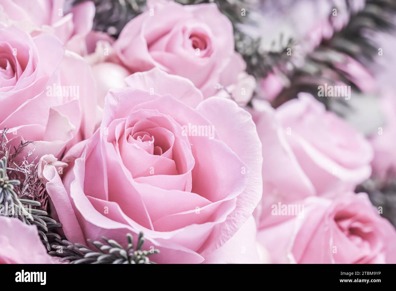 Pink roses with fir branches. Macro flowers background for holiday ...
