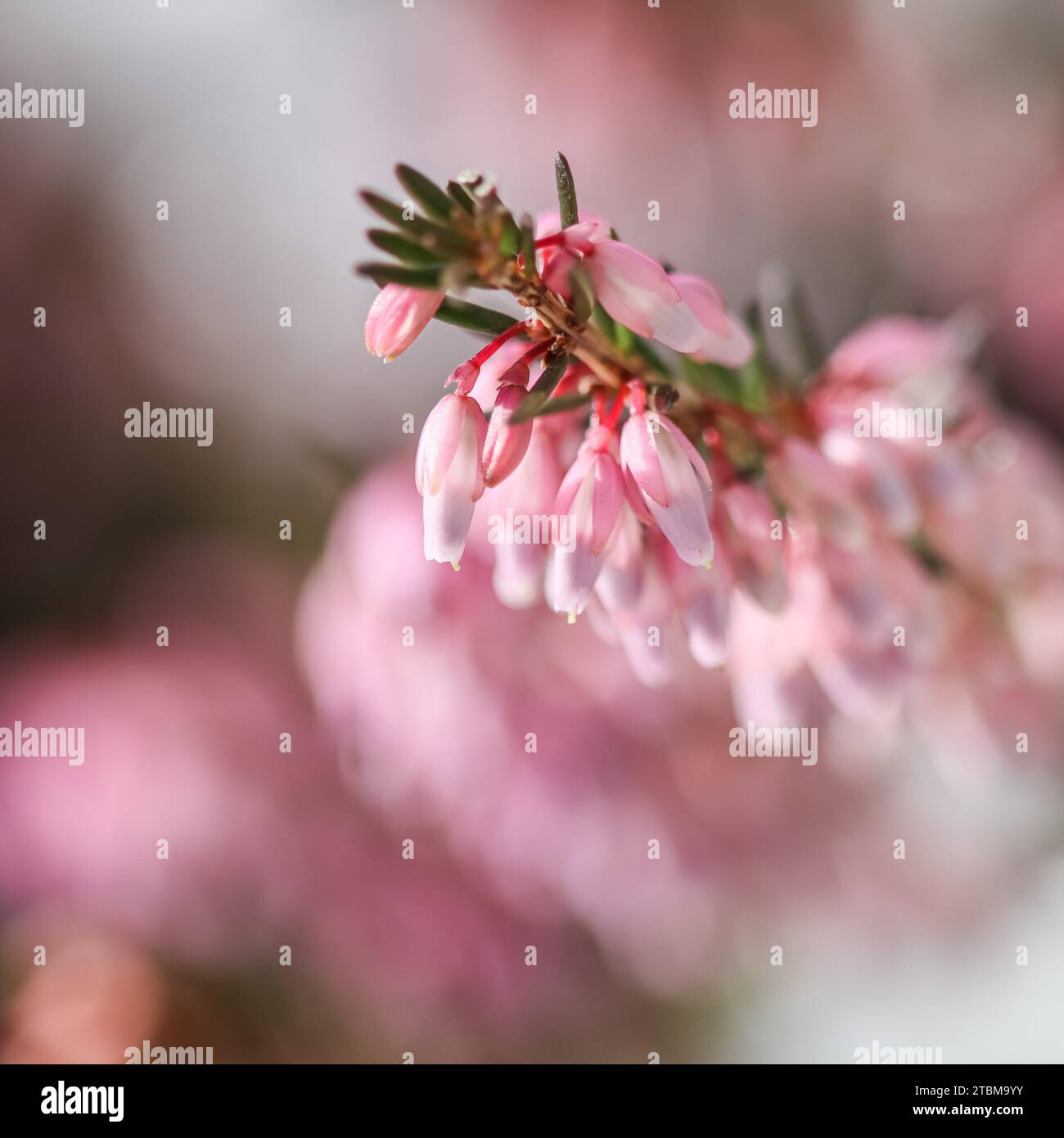 Pink flowers, winter Heath (Erica carnea), in the garden in early ...