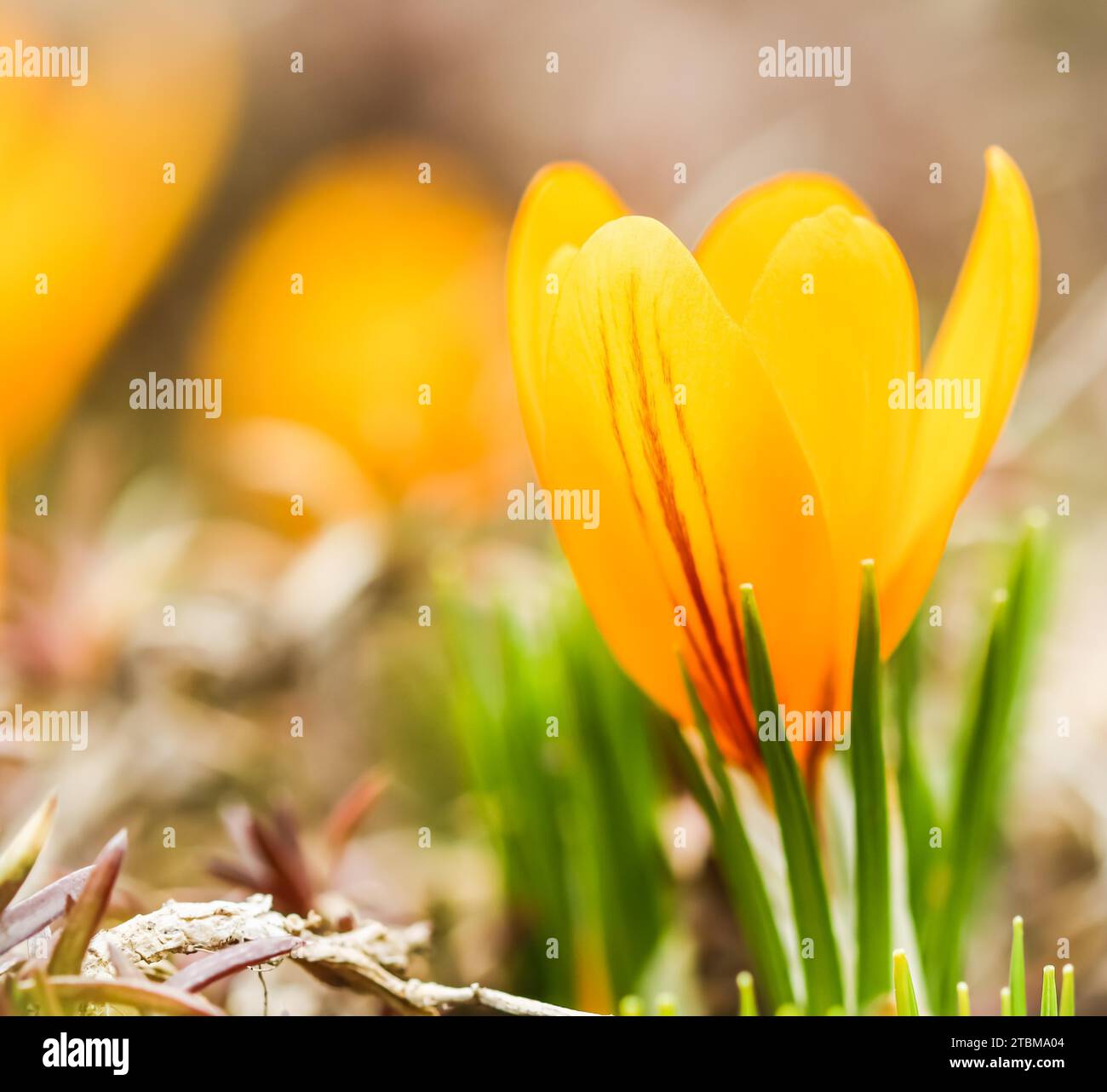 Spring is coming. The first yellow crocuses in my garden on a sunny day ...