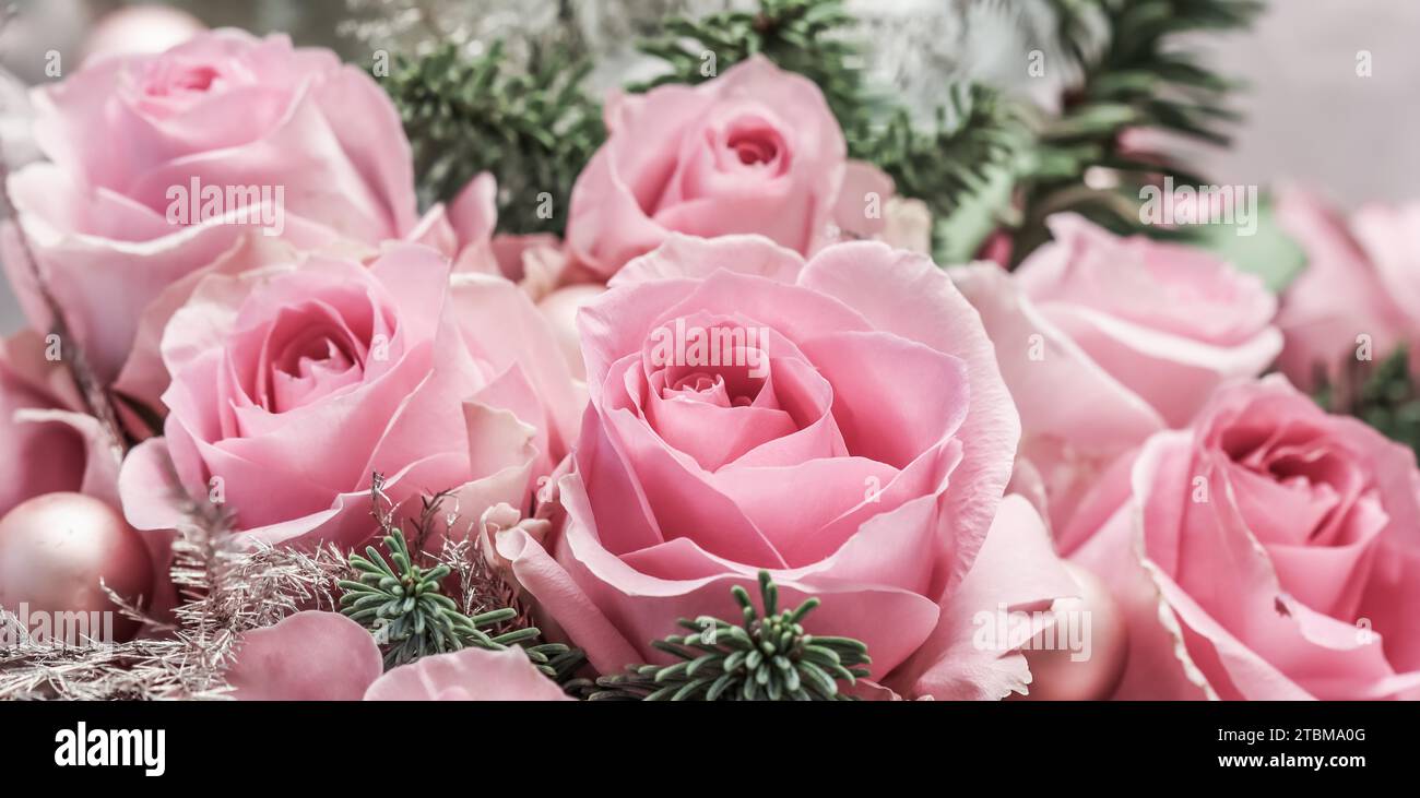 Pink roses with fir branches. Macro flowers background for holiday ...