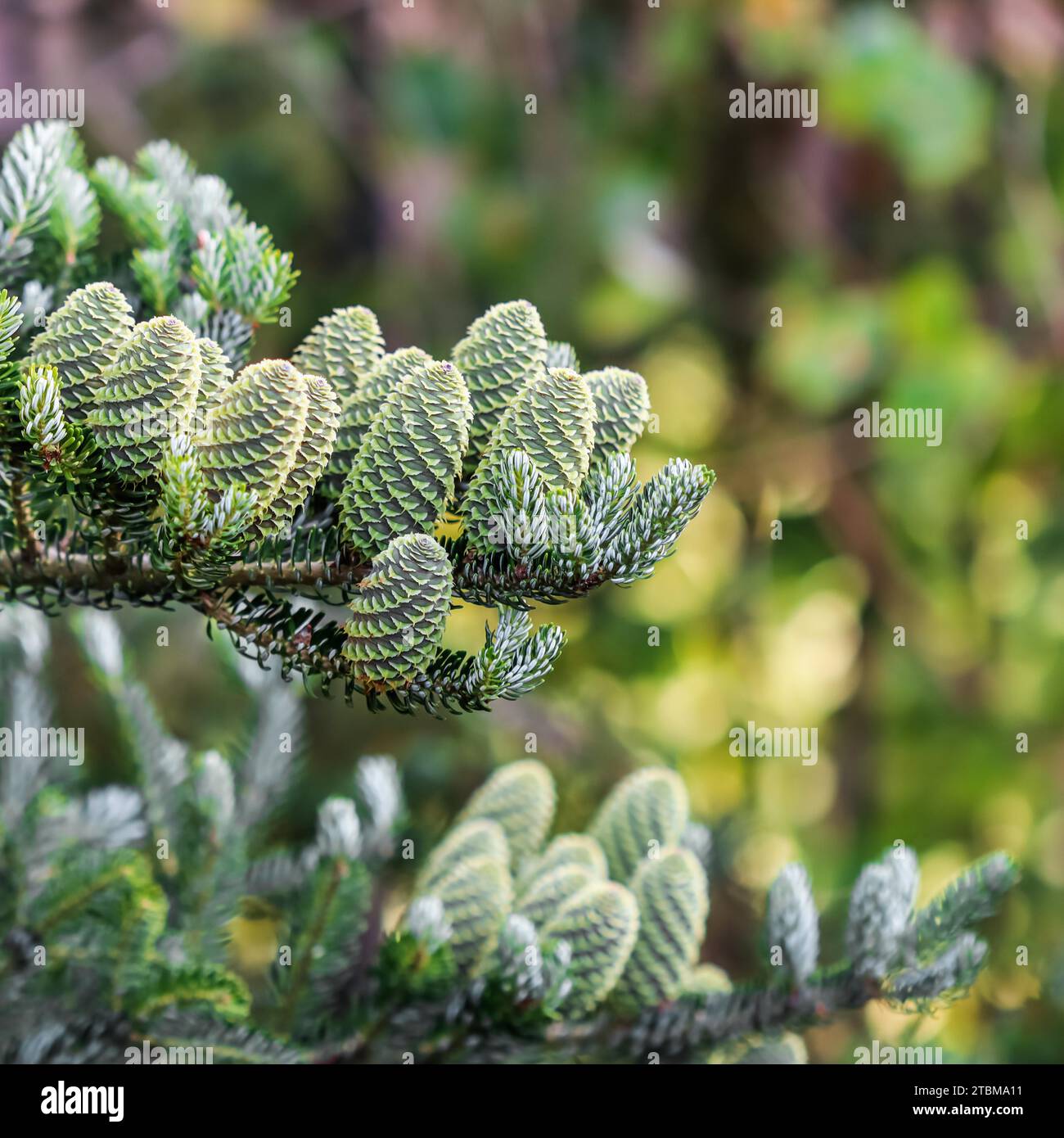 Korean fir full tree hi-res stock photography and images - Alamy