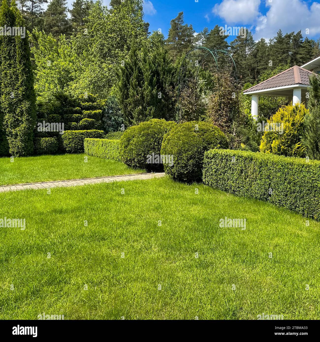 Landscaping of a garden with green grass, decorative evergreen plants ...