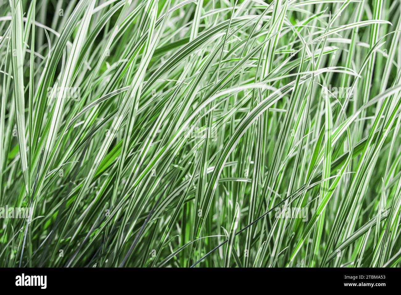 Decorative green and white striped grass. Arrhenatherum elatius ...