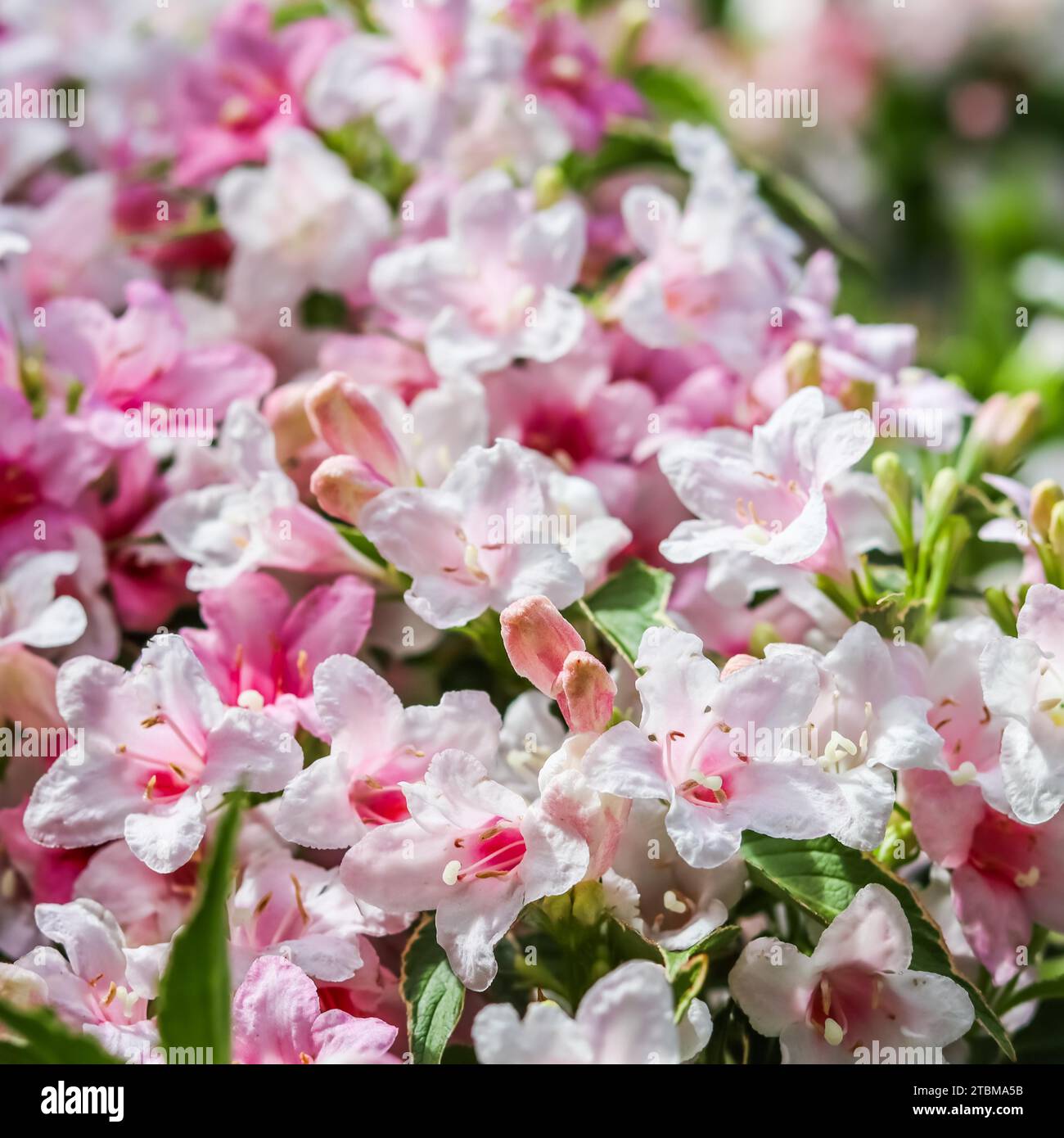 Pale pink flowers of (Weigela Florida) Variegata. Floral background ...