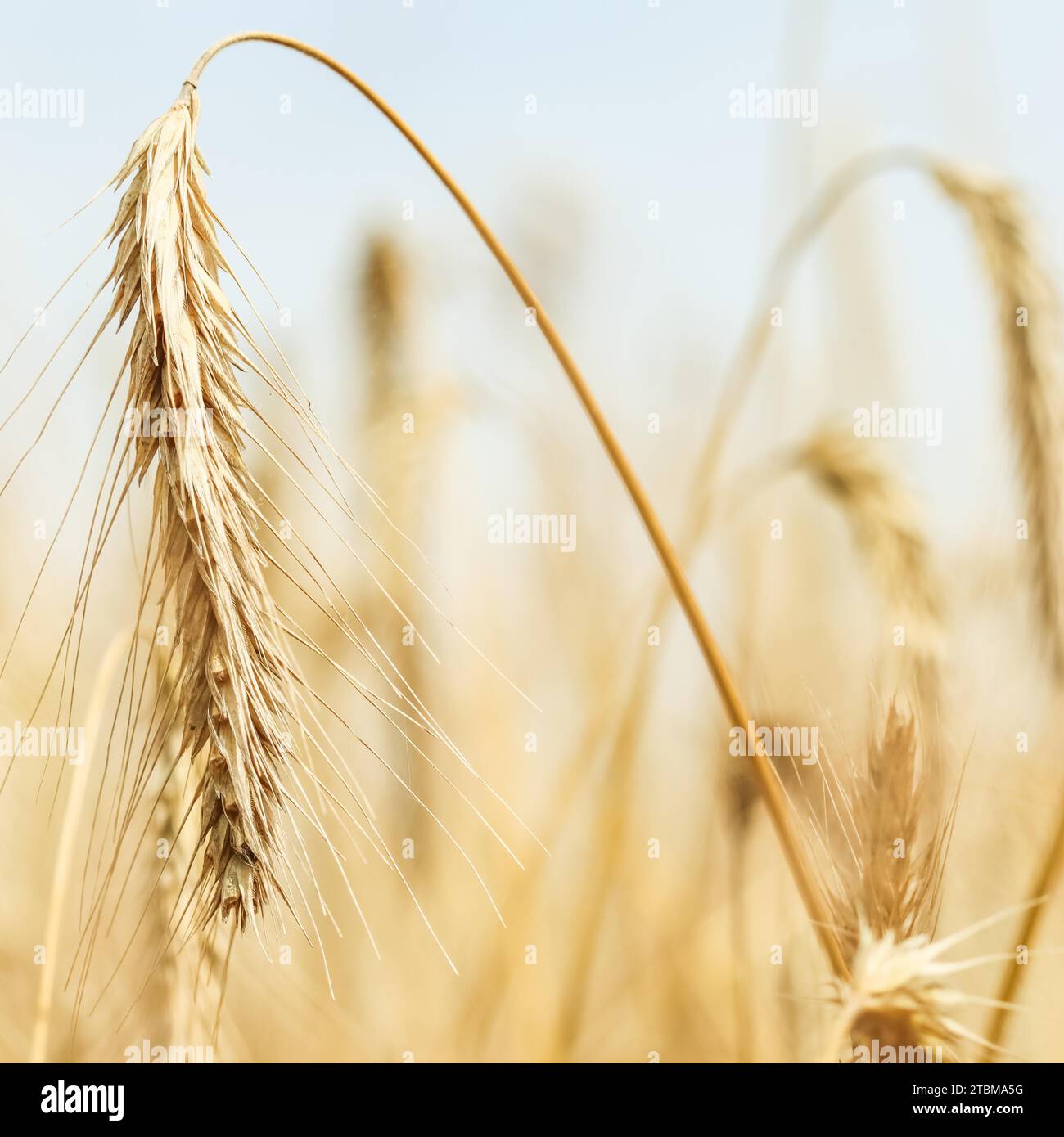 Dry ripe rye spicas of meadow field. Rural scenery, natural background ...