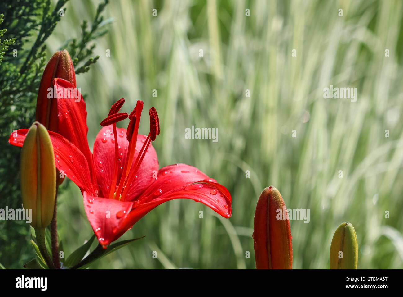 Red lily with dew drops in the garden. Gardening concept. Natural ...