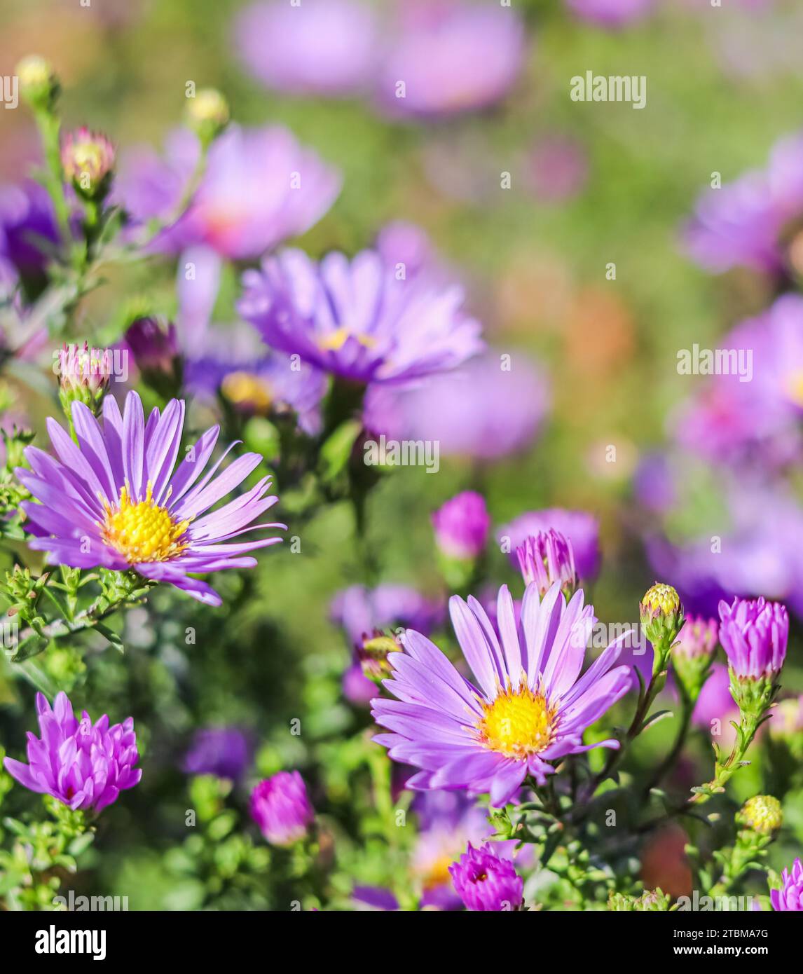 Beautiful blue flowers Sapphire Mist.Aster in autumn garden Stock Photo ...