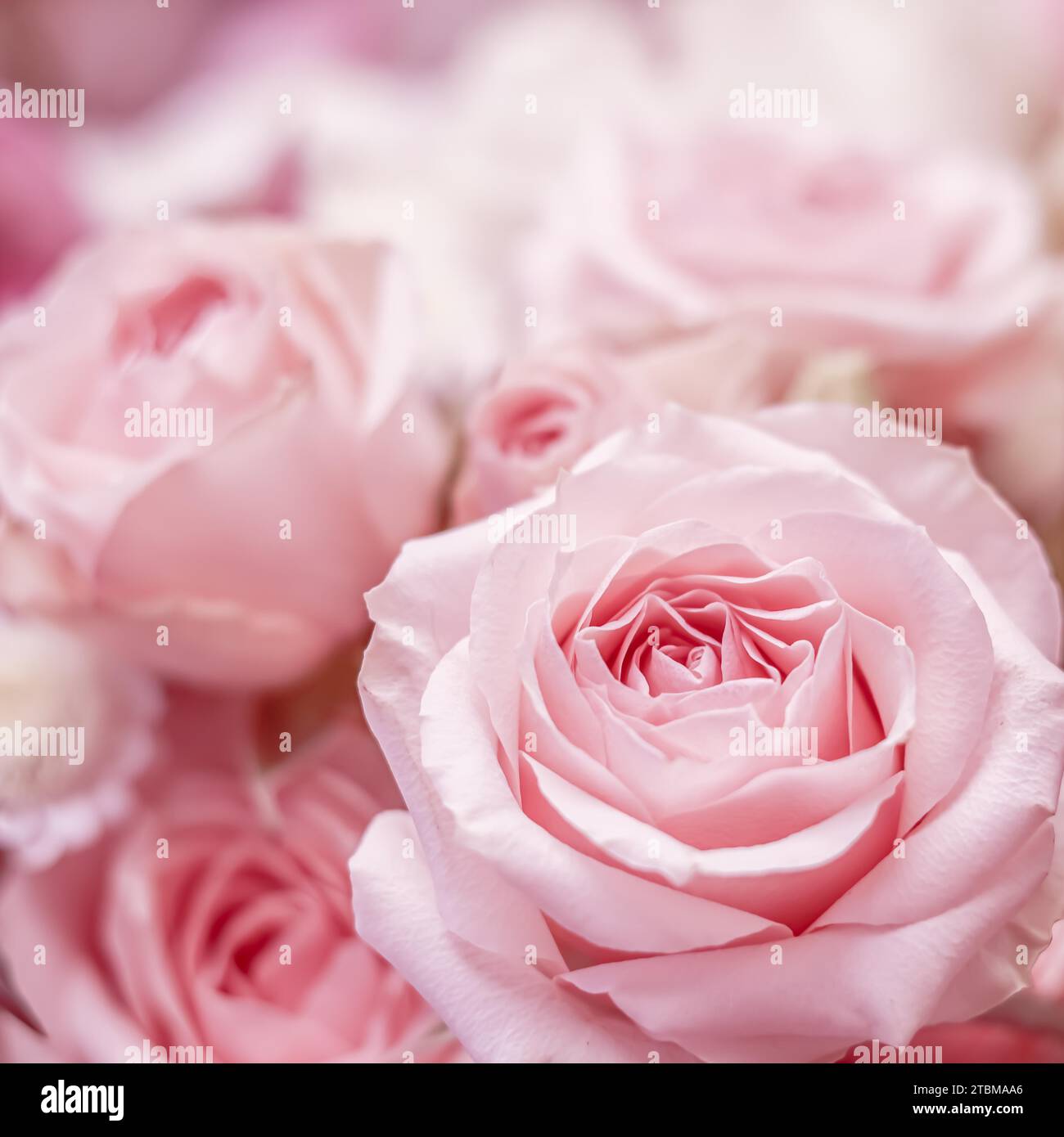 Rose color design hi-res stock photography and images - Alamy