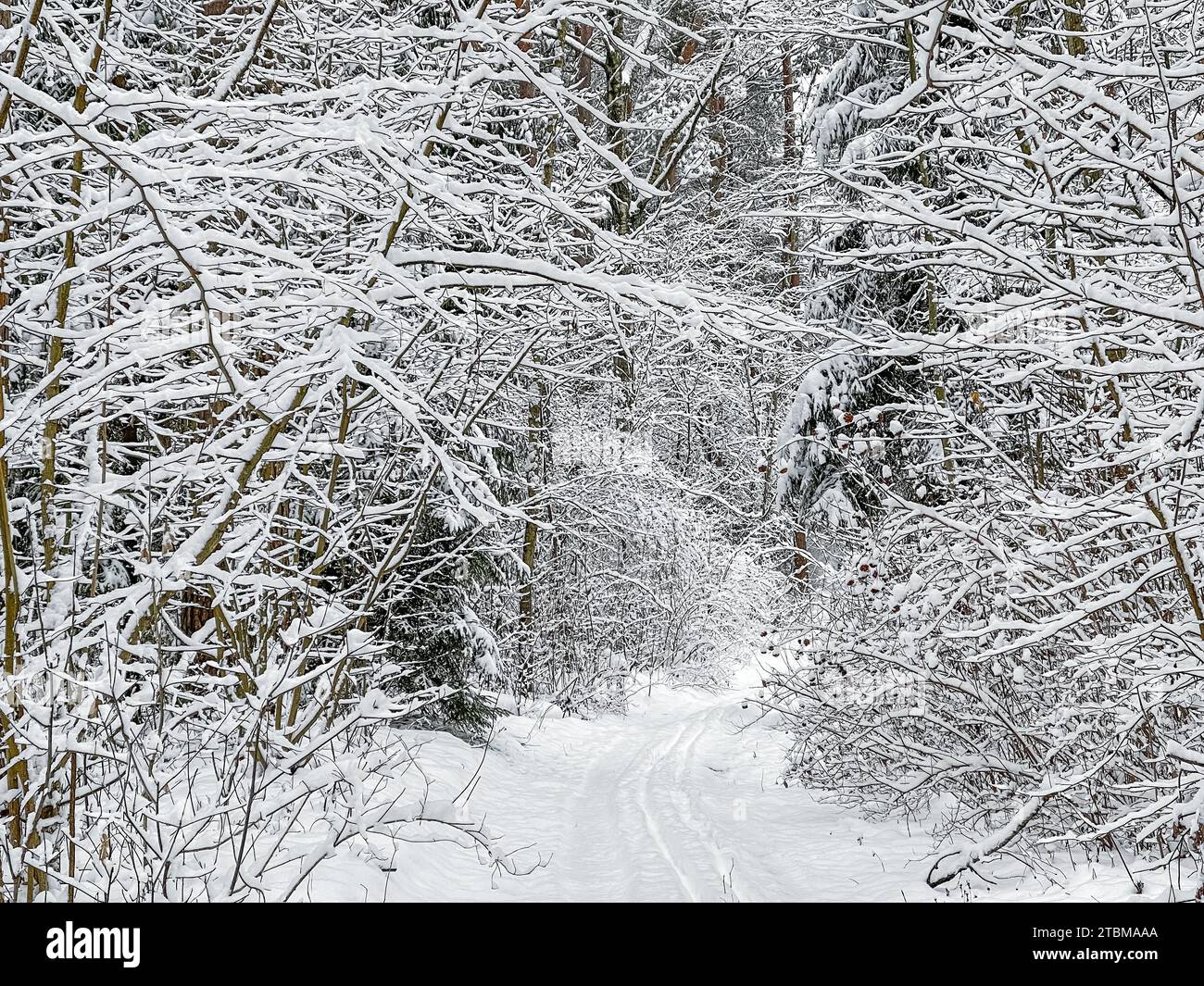 New forest snow capped trees hi-res stock photography and images - Alamy