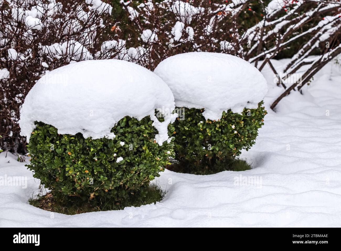 Winter garden with decorative shrubs and shaped yew and boxwood, Buxus ...