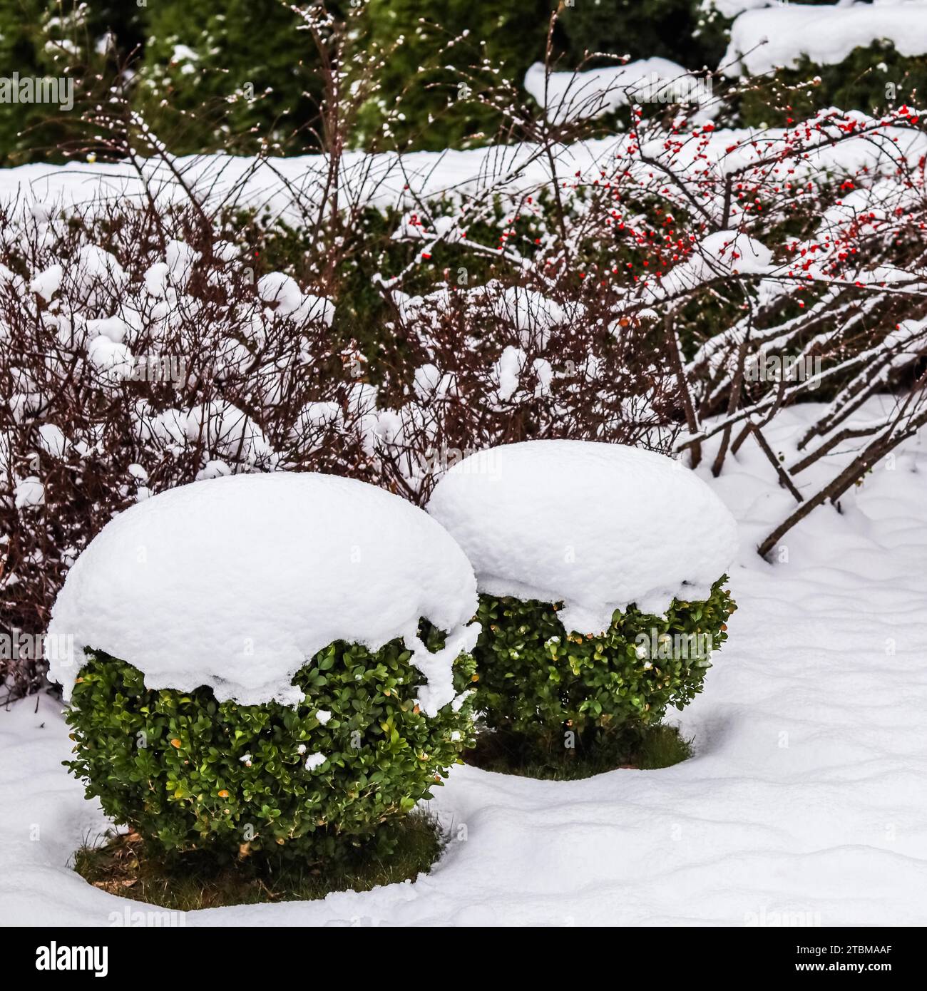Winter garden with decorative shrubs and shaped yew and boxwood, Buxus ...