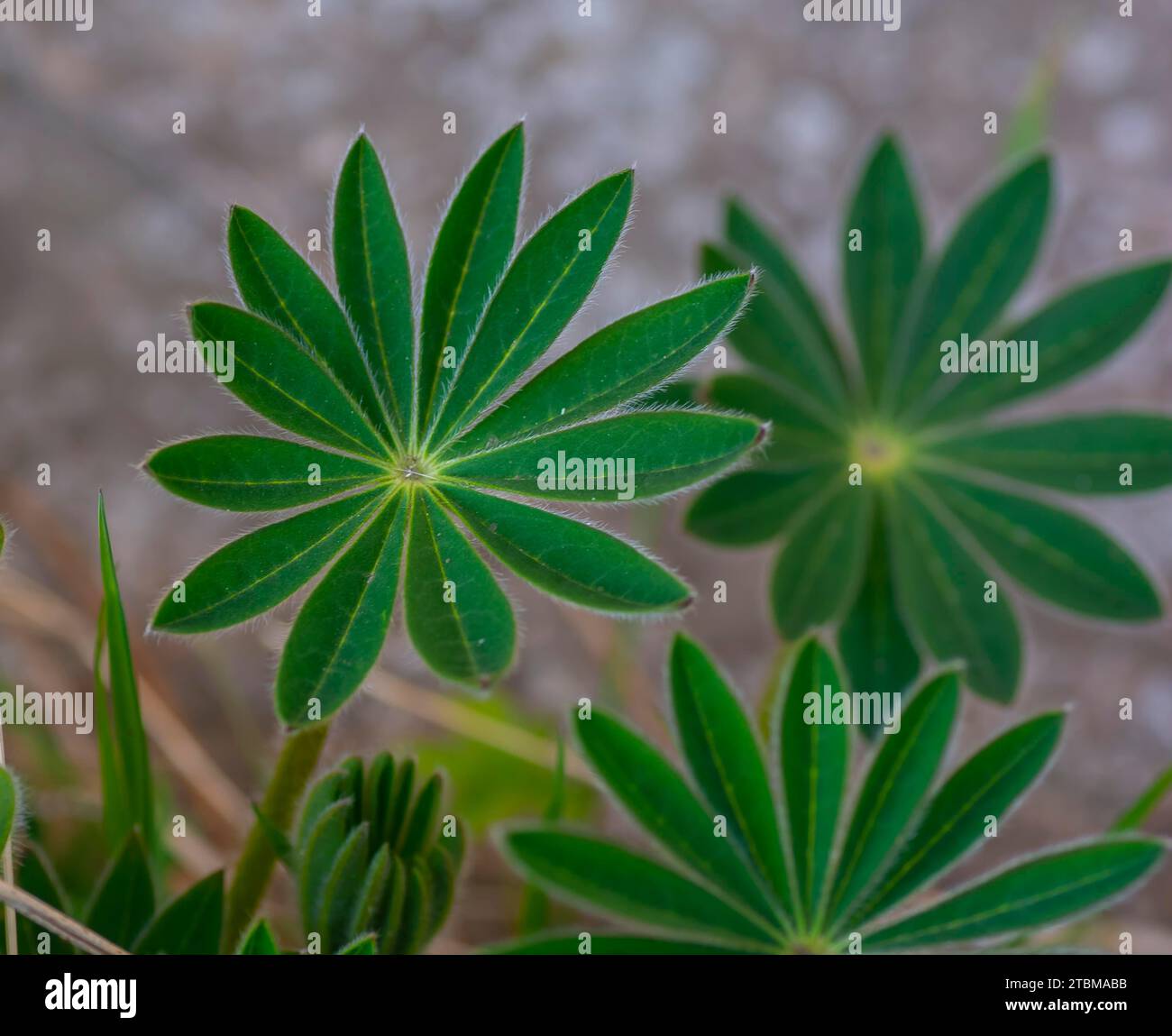 Leaves of Lupine plant (Lupinus polyphyllus) in the garden. Close up ...