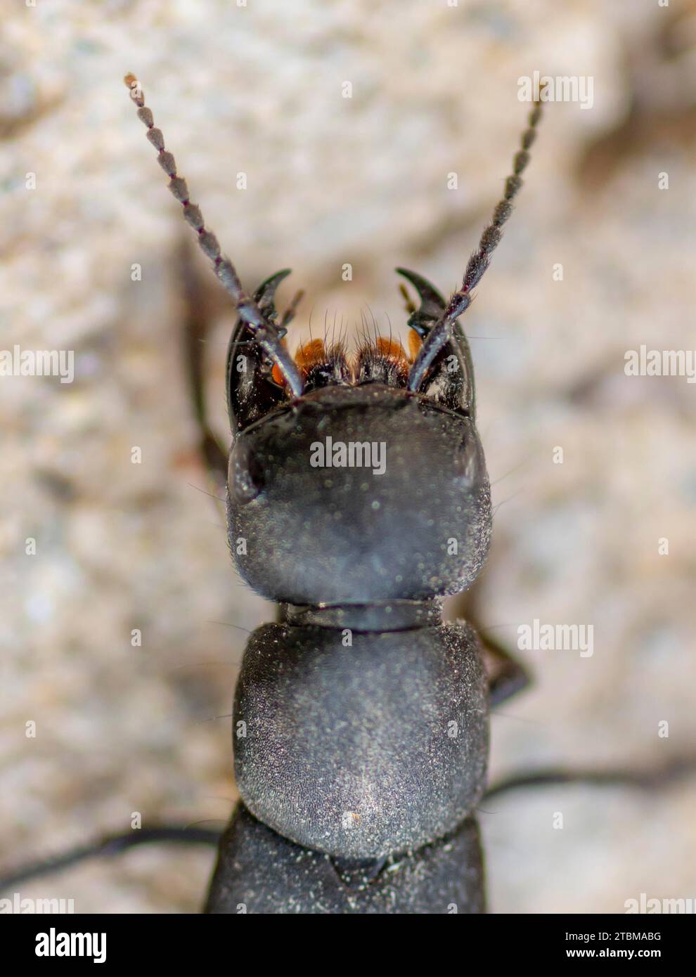 Devil's coach-horse beetle (Ocypus olens Stock Photo - Alamy