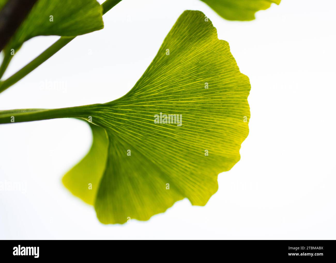 Leaves of a tree. Maidenhair (ginkgo biloba) tree. Ginkgophyta. Gingko ...