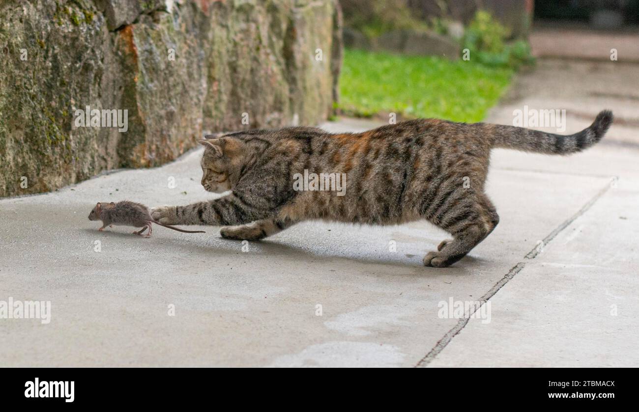 Catching the mouse hi-res stock photography and images - Alamy