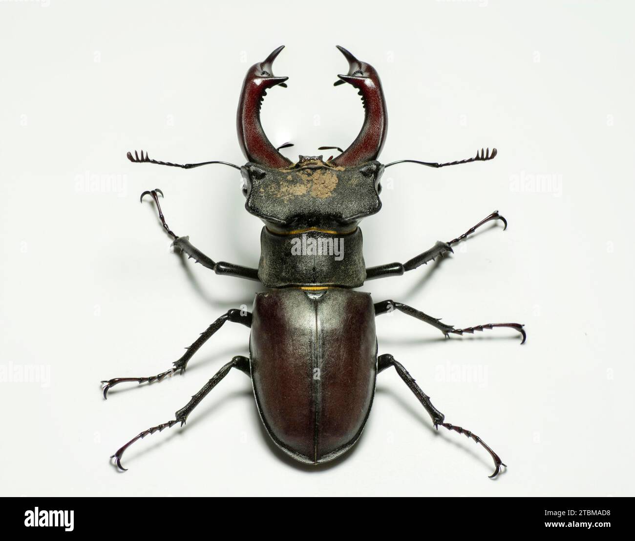 Male European stag beetle (Lucanus cervus) isolated on white background ...