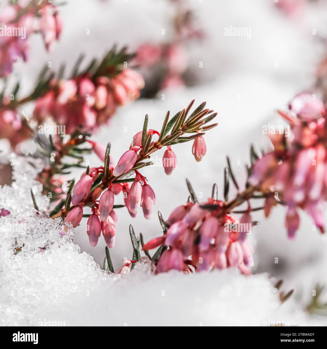 Blooming pink flowers Winter Heath (Erica carnea) in the snow. Spring ...
