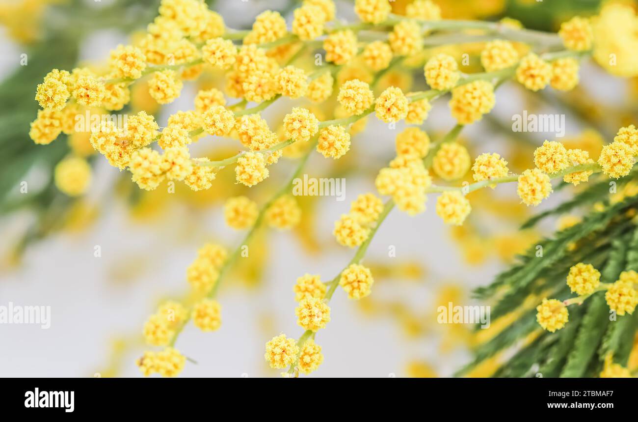 Mimosa picture hi-res stock photography and images - Alamy