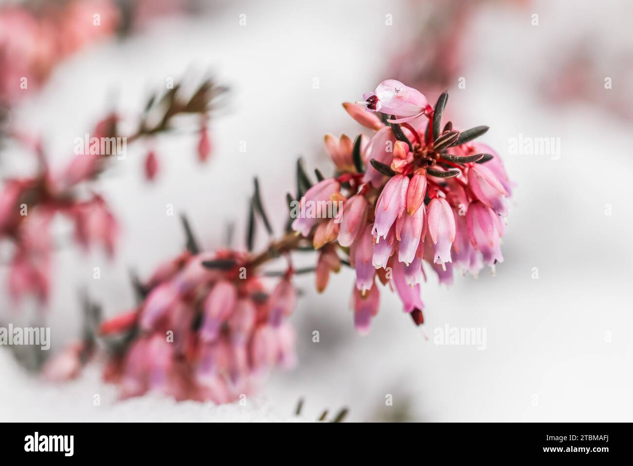 Blooming pink flowers Winter Heath (Erica carnea) in the snow. Spring ...