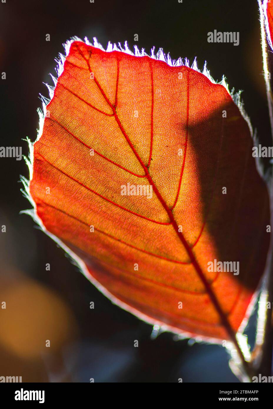 The Copper beech tree leaf (Fagus sylvatica purpurea) isolated on dark ...