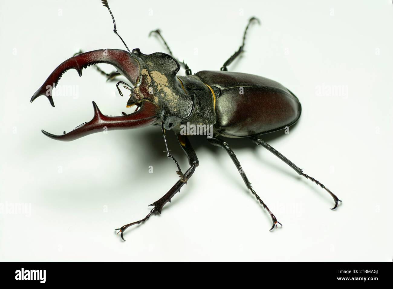 Male European stag beetle (Lucanus cervus) isolated on white background ...