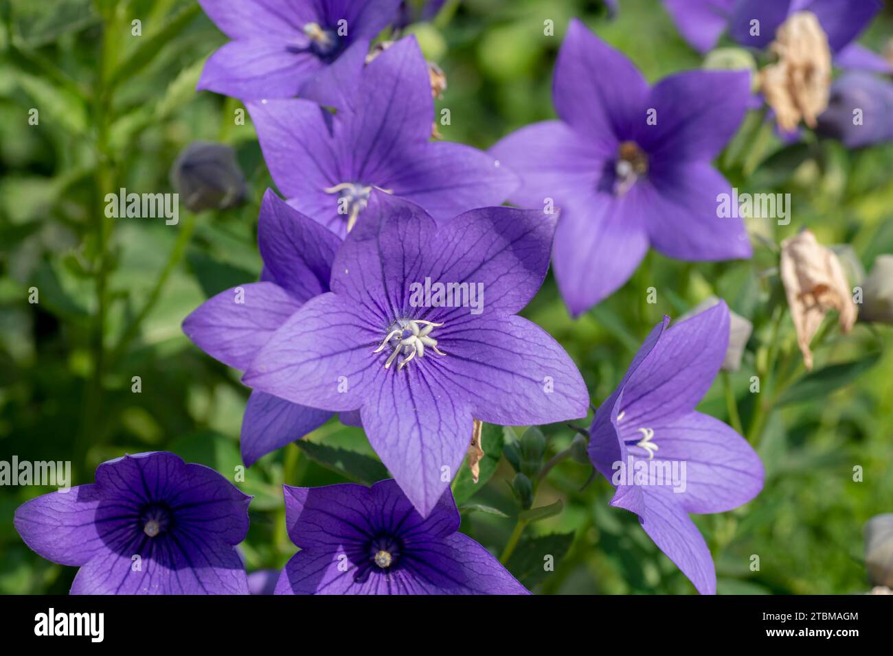 Bellflower garden hi-res stock photography and images - Alamy