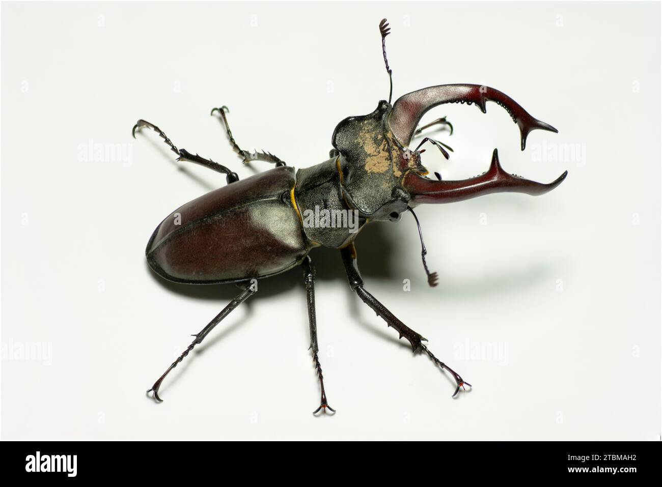 Male European stag beetle (Lucanus cervus) isolated on white background ...