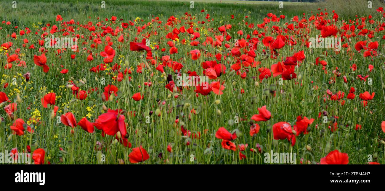 Field of red poppies (Papaver rhoeas) flowers close up. The plant is ...