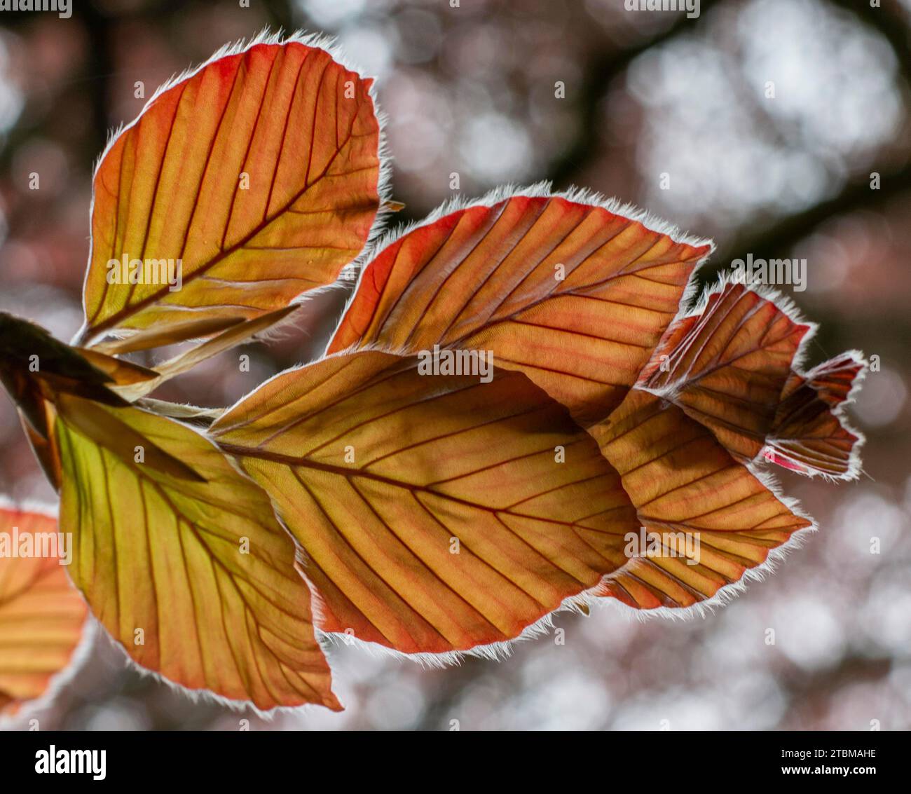 Copper beech tree hi-res stock photography and images - Alamy