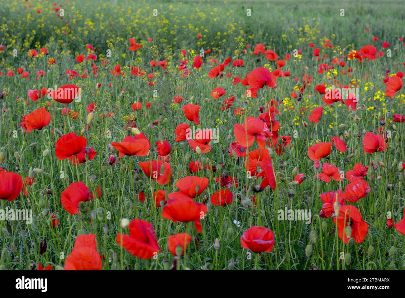 Field of red poppies (Papaver rhoeas) flowers close up. The plant is ...