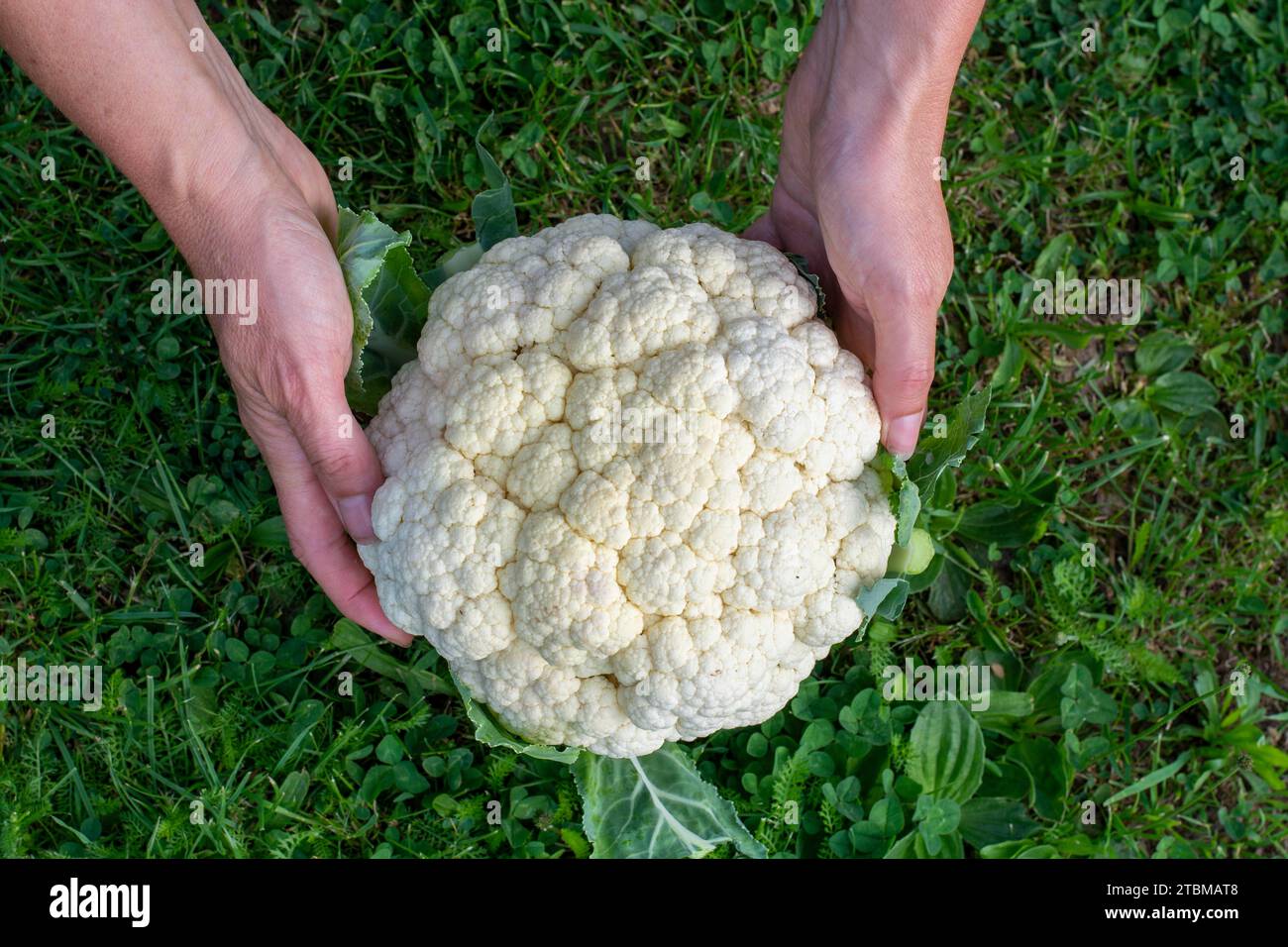 Women's hands holding freshly picked cauliflower (Brassica oleracea) in ...