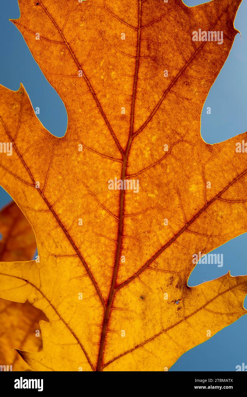 Red leaves of Northern red oak (Quercus rubra) in the autumn. Red oak ...