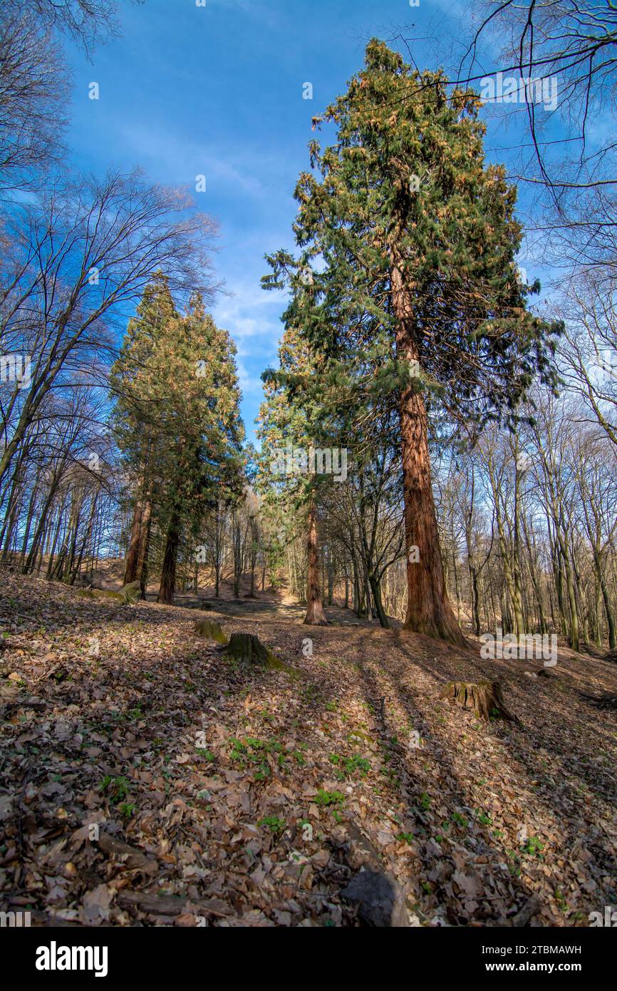 Group of Giant Sequoias Trees. Sequoiadendron giganteum or Sierran ...