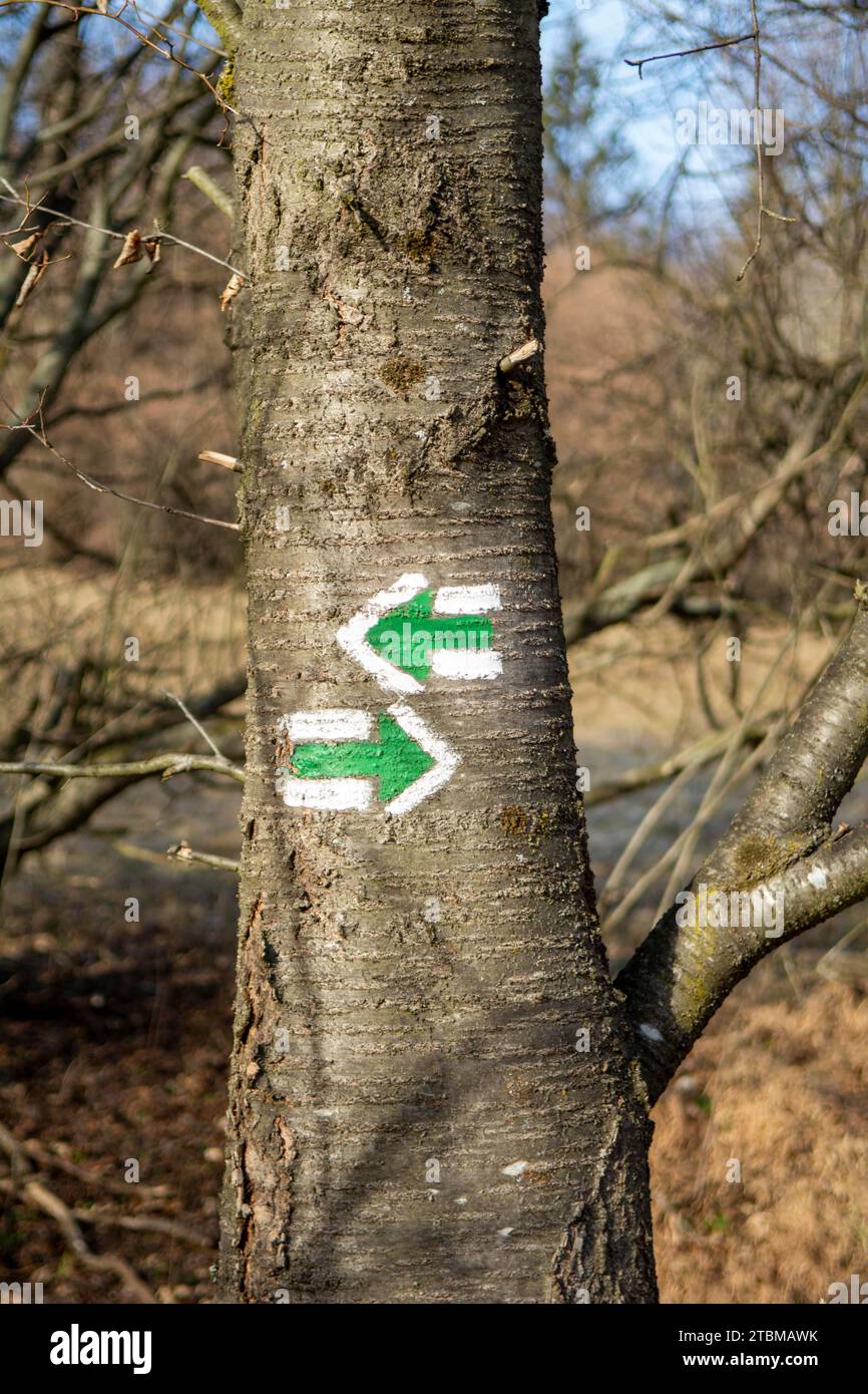 Two green direction signs outlined with white color on the cherry tree ...