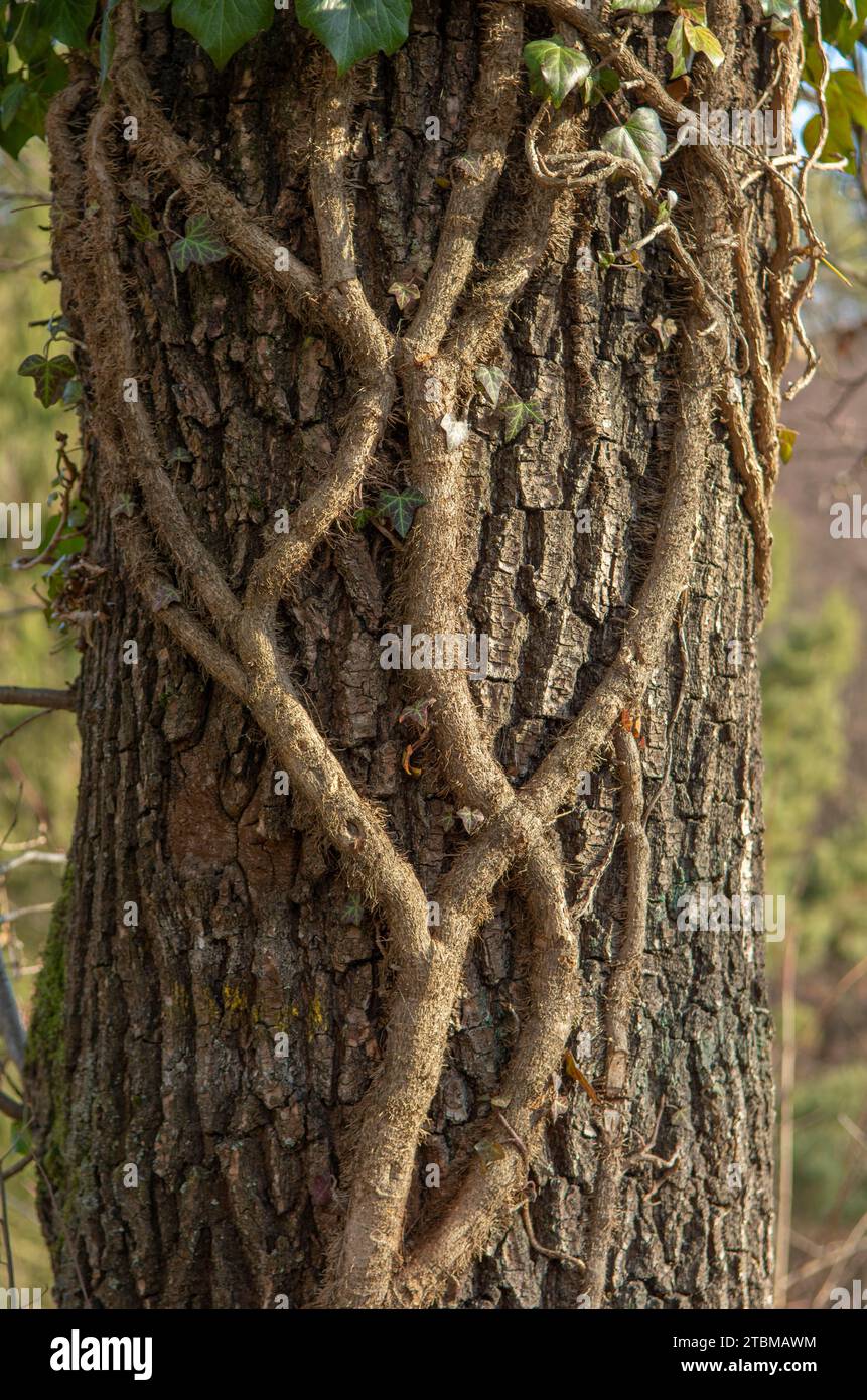 Common Ivy clinging on a tree trunk in the forest. The plant is also ...