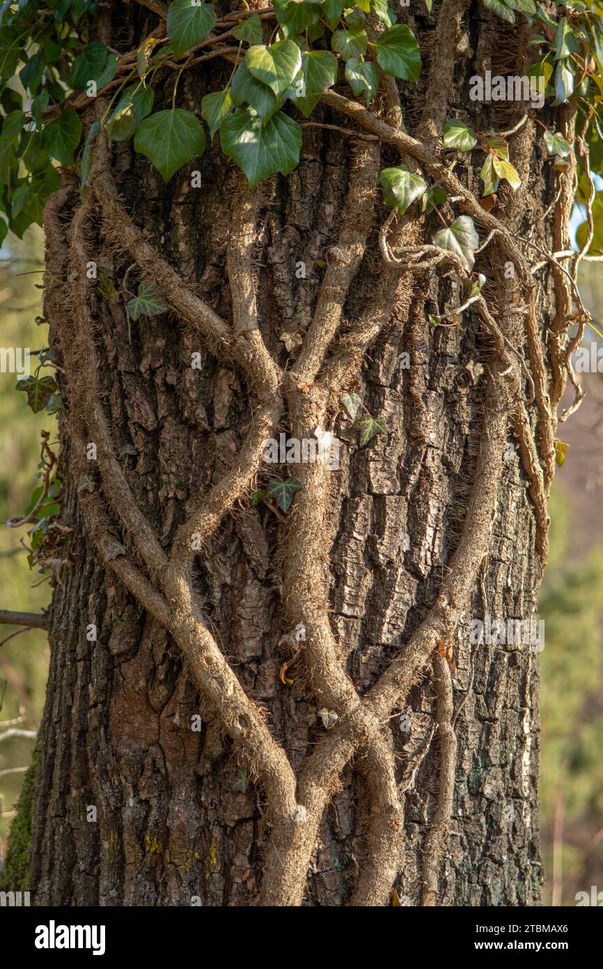 Common Ivy clinging on a tree trunk in the forest. The plant is also ...
