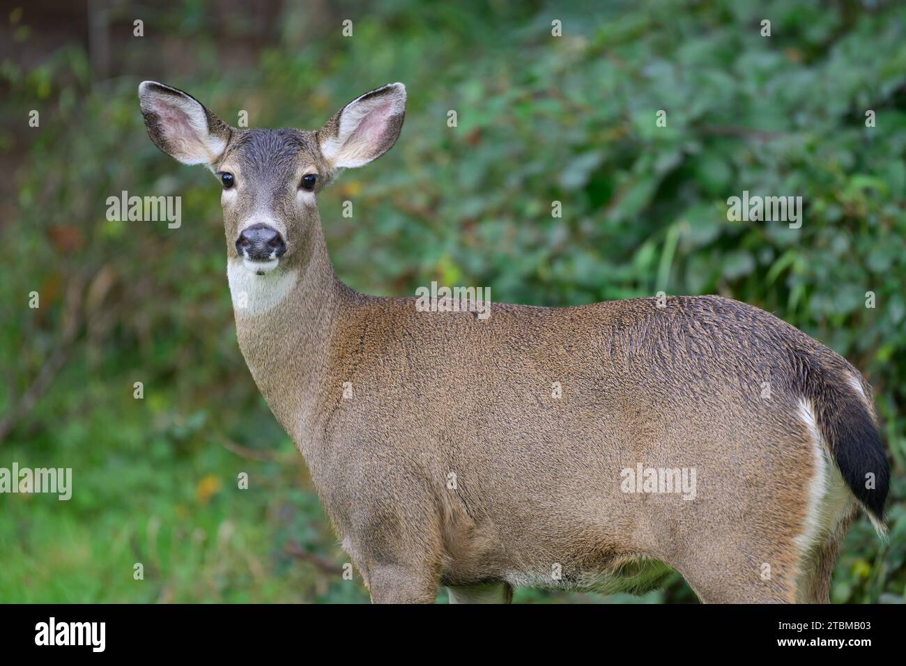 Columbian Black tailed deer with ears raised and looking at point of ...