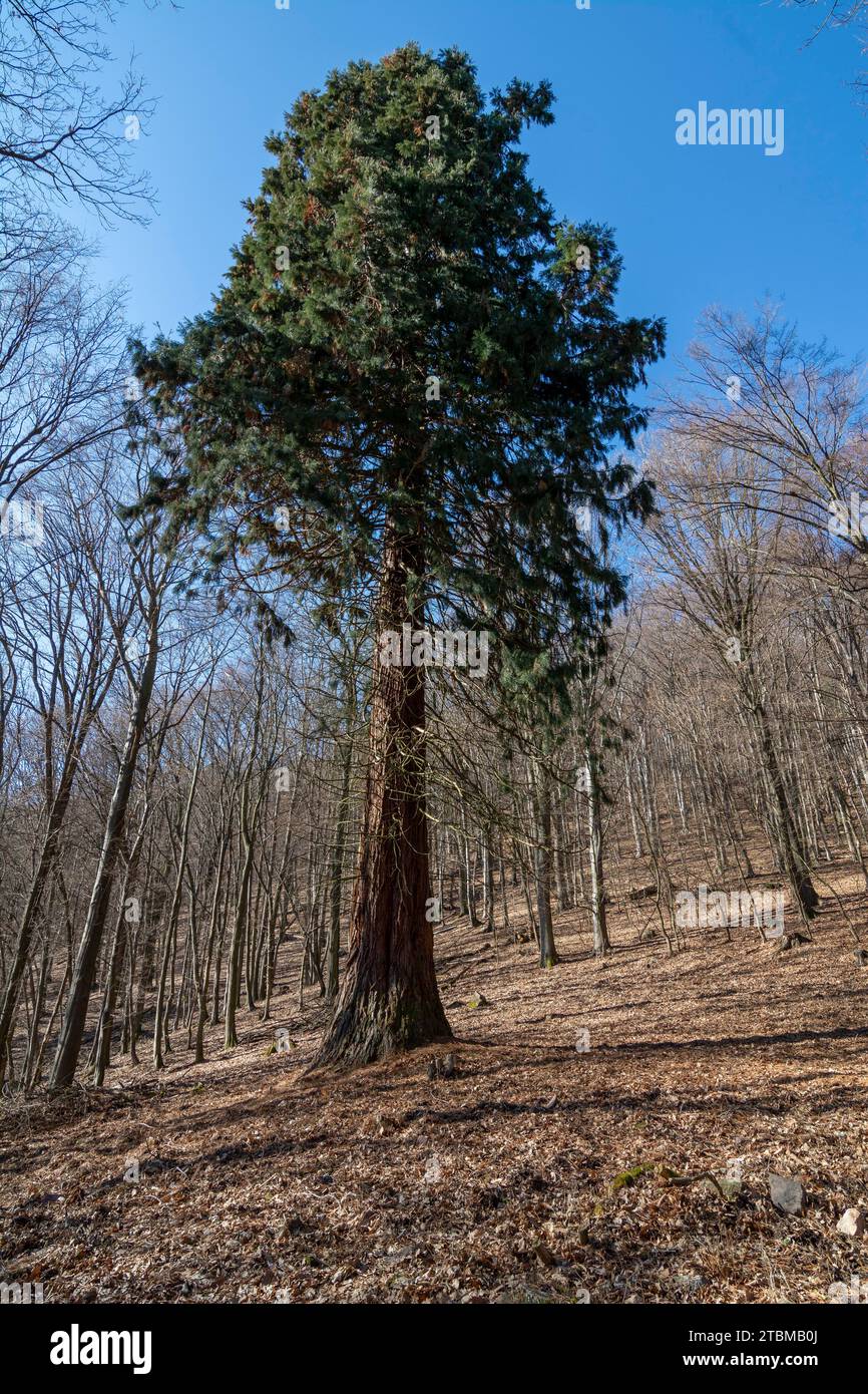 Giant sequoia tree growing in hi-res stock photography and images - Alamy