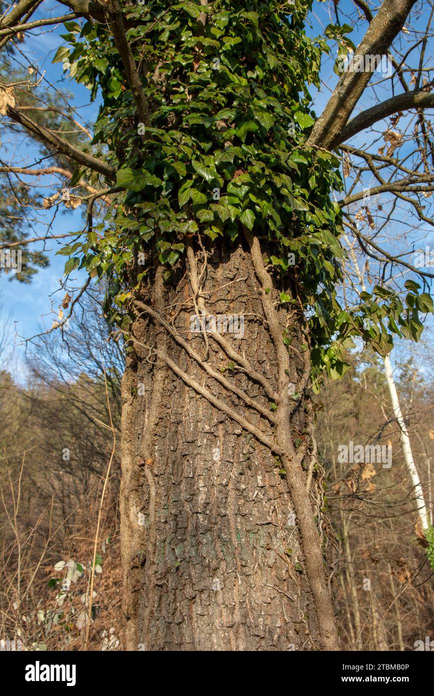 Common Ivy clinging on a tree trunk in the forest. The plant is also ...
