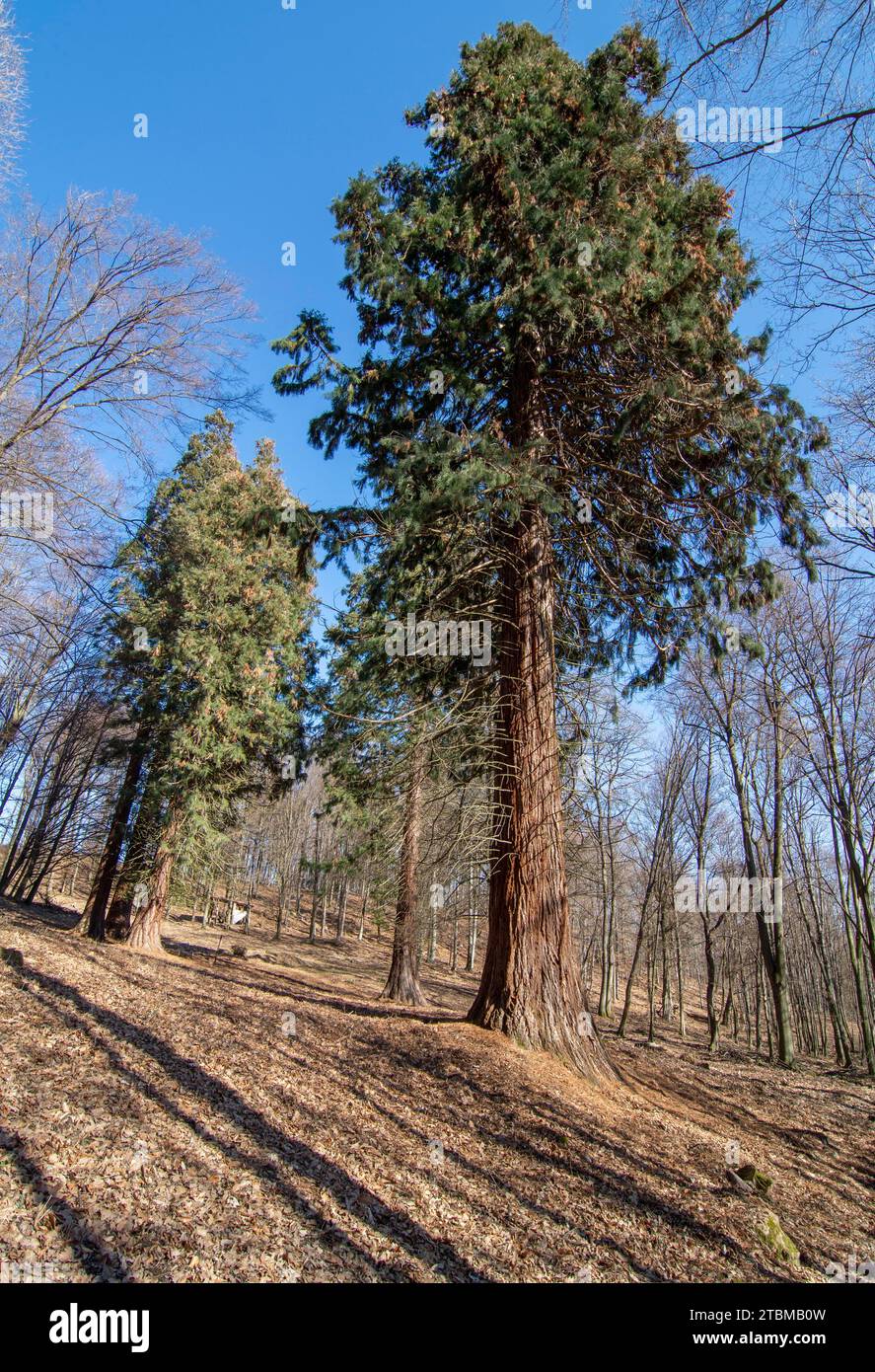 Giant Sequoias Trees or Sierran redwood (Sequoiadendron giganteum ...