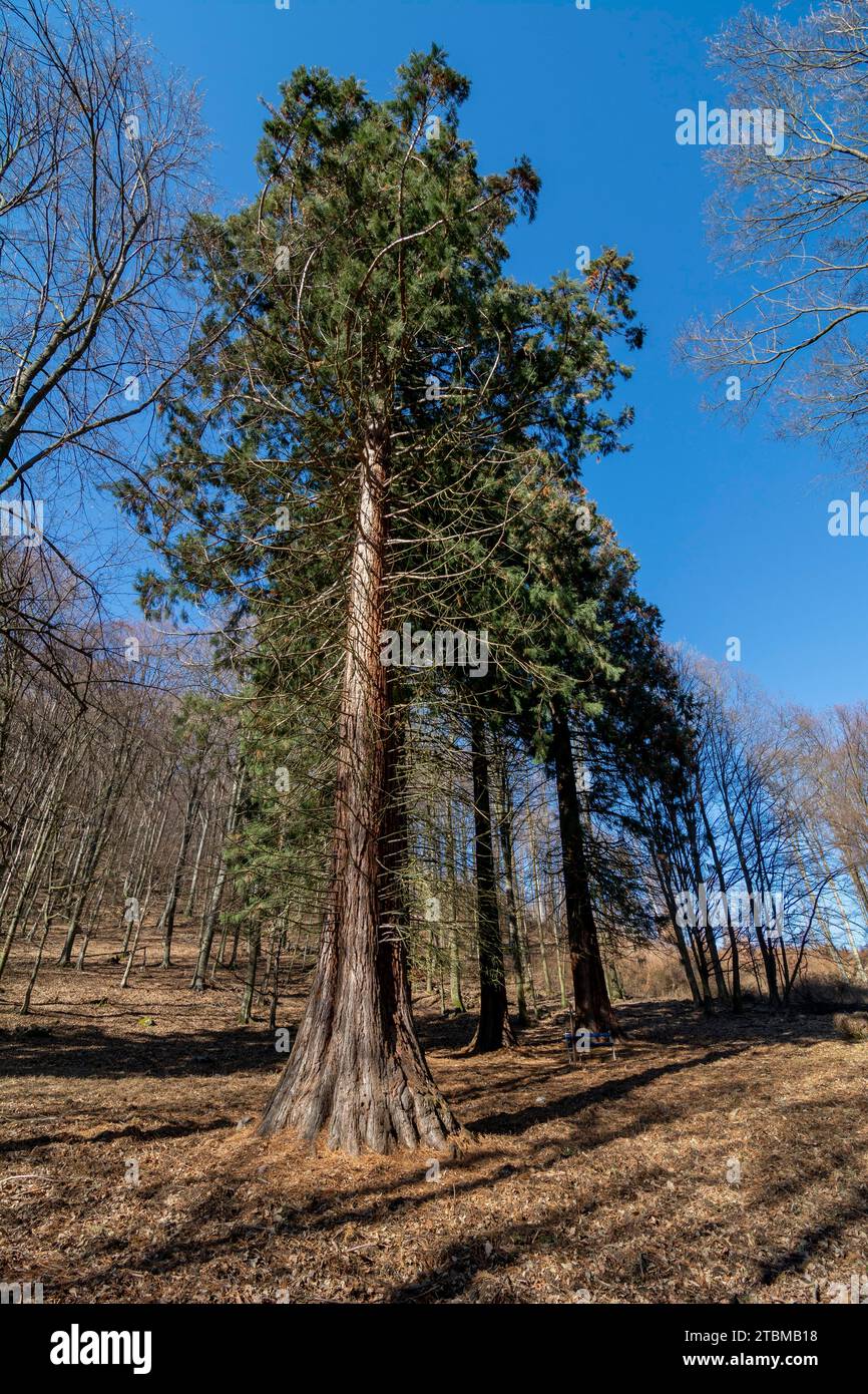 Giant Sequoias Trees or Sierran redwood (Sequoiadendron giganteum ...