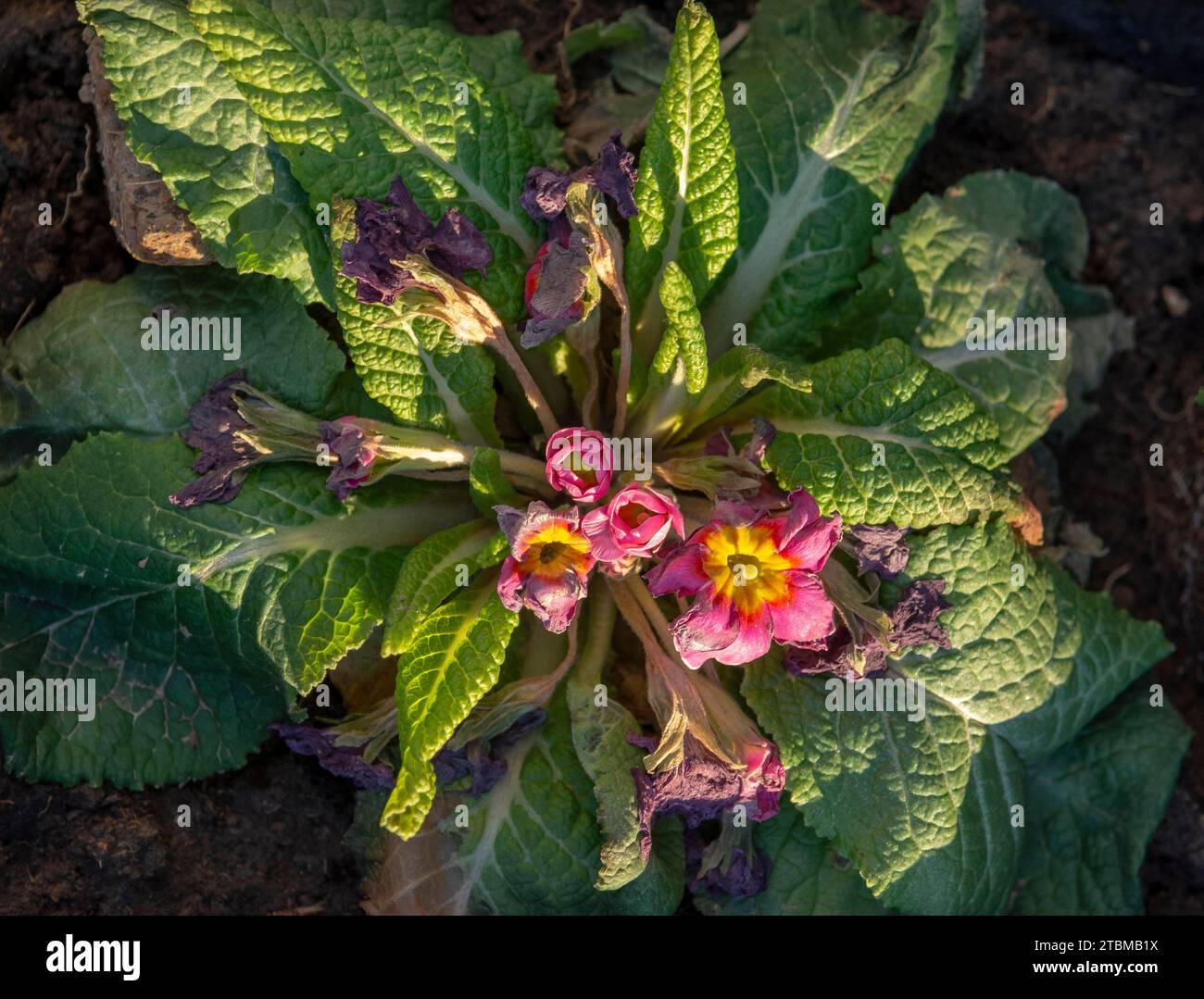 The common primrose (Primula) frost bitten in the early spring. damaged ...